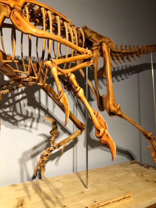 Kostur dinosaura, replika fosila, dinosaur, velociraptor