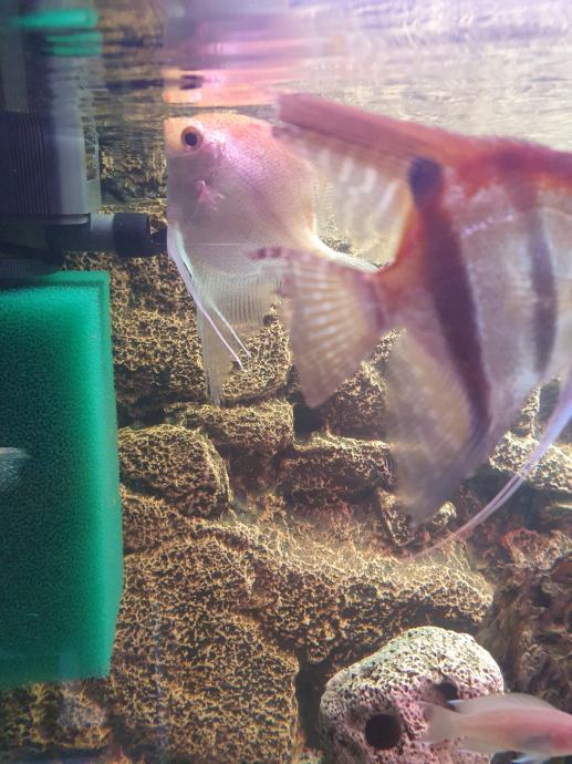 2 velika skalara i trihogaster