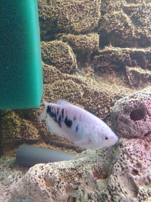 2 velika skalara i trihogaster