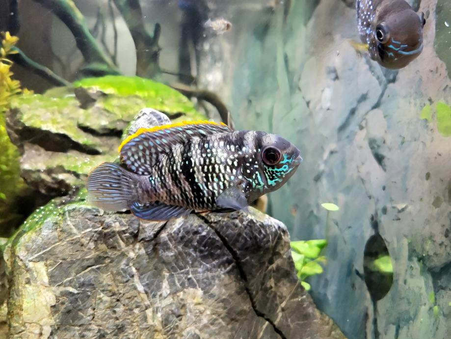 Blue Acara ribice