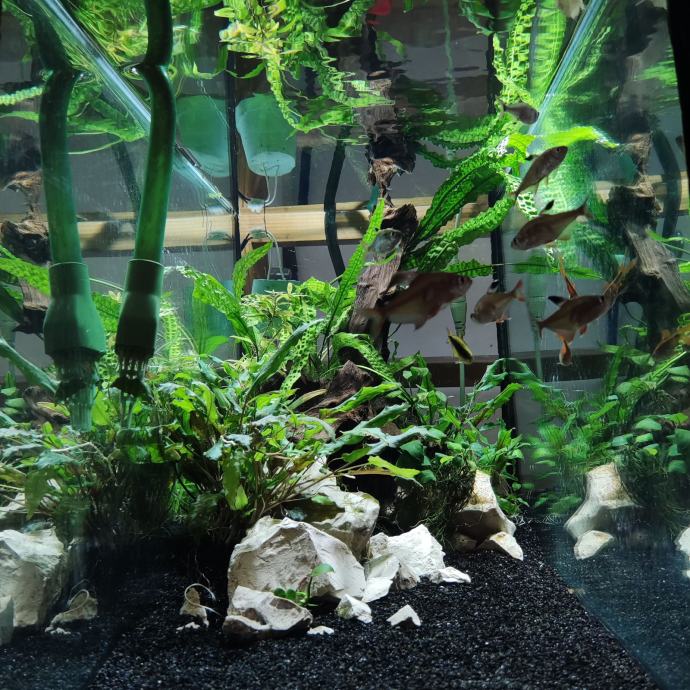 Akvarij 100l, ribe, bilje, vanjski filter, rasvjeta, ormarić