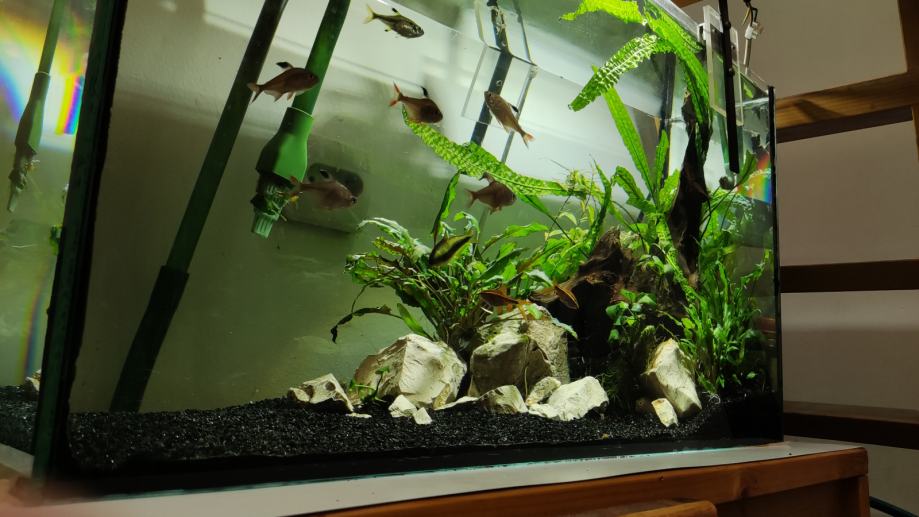 Akvarij 100l, ribe, bilje, vanjski filter, rasvjeta, ormarić