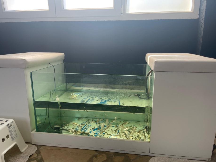 Akvarij za Garra rufa ribice