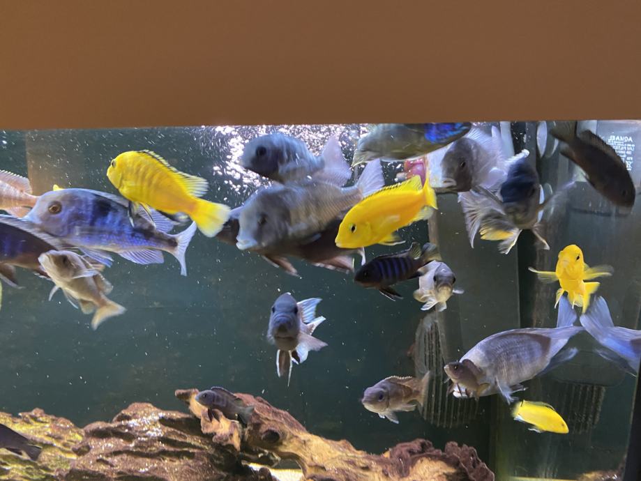 Akvariji sa ribicama