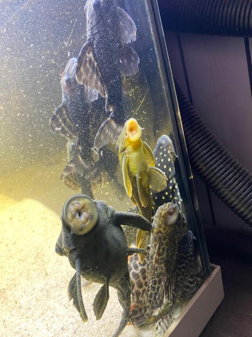 Akvariji sa ribicama