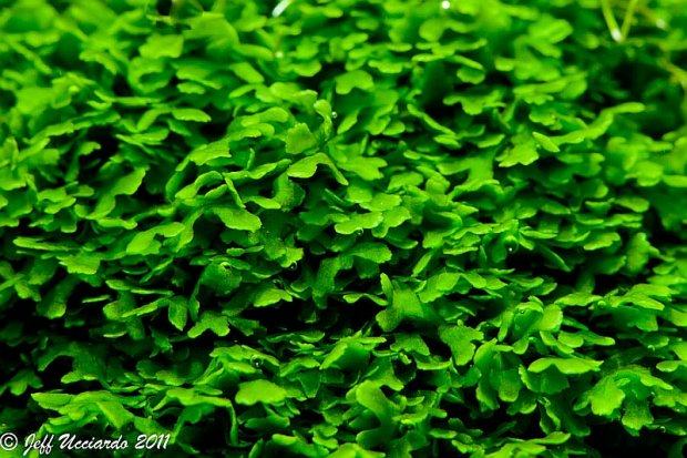Akvarijske biljke Mini pellia (Riccardia graeffei)