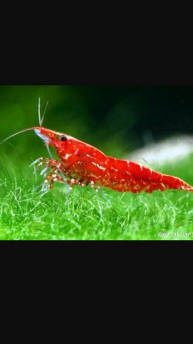 Akvarijske kozice red cherry