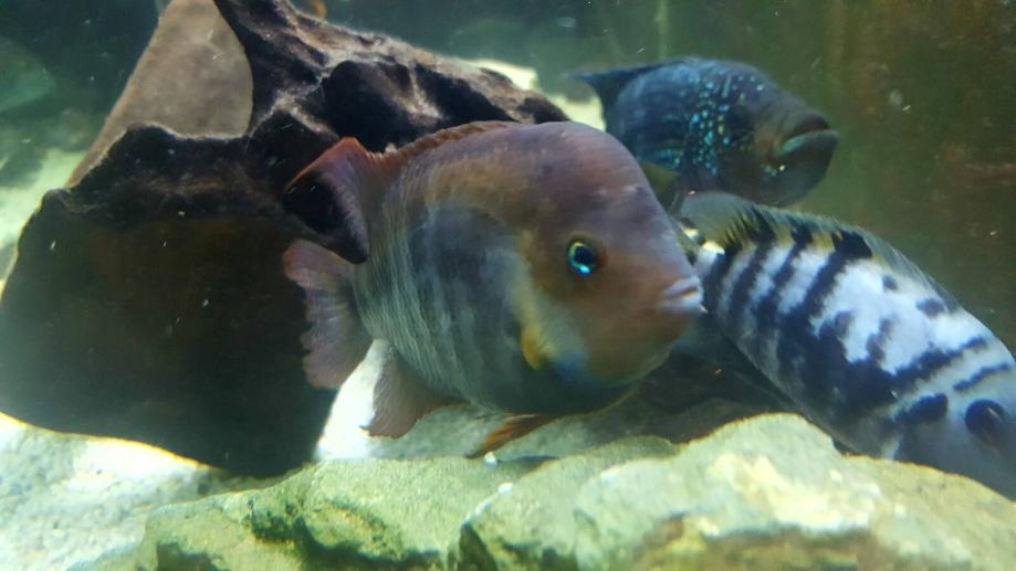 Akvarijske ribe Poklanjam!