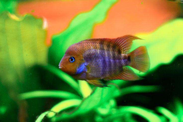 Akvarijske ribe Sajica