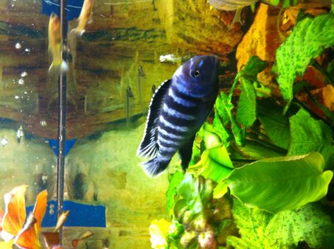 Akvarijske ribice afrički malawi ciklidi