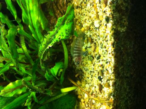 Akvarijske ribice afrički malawi ciklidi