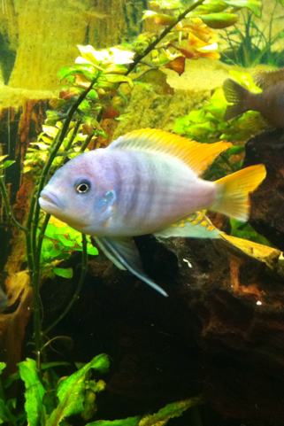 Akvarijske ribice afrički malawi ciklidi