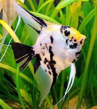 AKVARIJSKE RIBICE IZ DOMAĆEG UZGOJA uz prodaju Akvarijske opreme