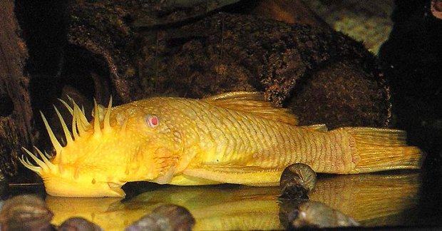 AKVARIJSKE RIBICE IZ DOMAĆEG UZGOJA uz prodaju Akvarijske opreme