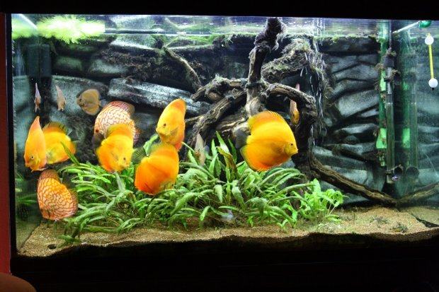 AKVARIJSKE RIBICE IZ DOMAĆEG UZGOJA uz prodaju Akvarijske opreme