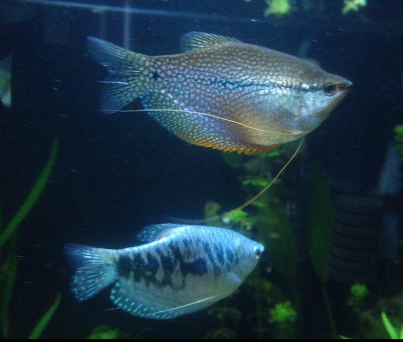 Akvarijske ribice....GOURAMI!!!
