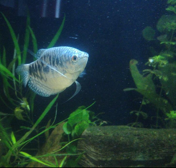 Akvarijske ribice....GOURAMI!!!