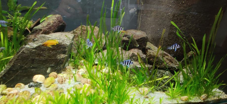 Akvarijske ribice više vrsta