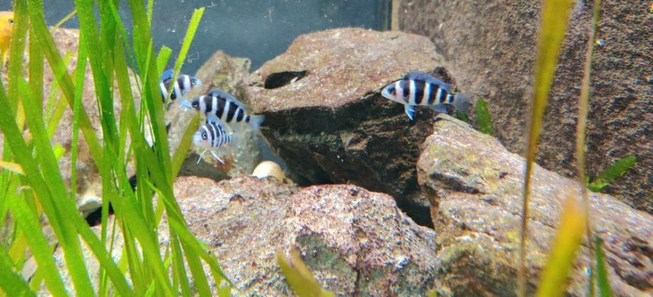 Akvarijske ribice više vrsta