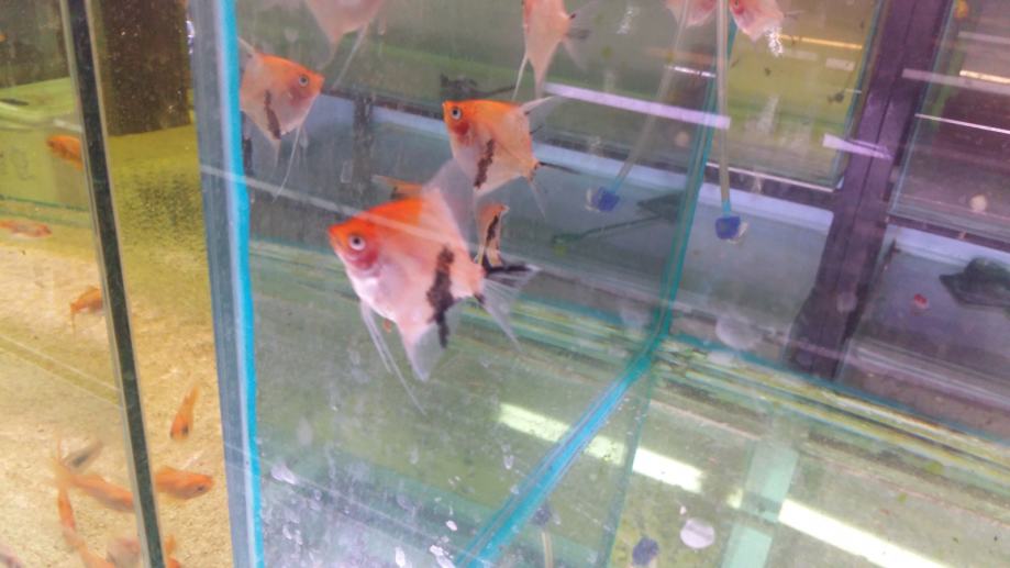 Akvarijske tropske ribice