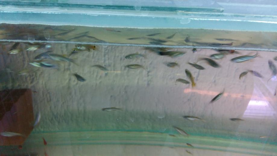 Akvarijske tropske ribice