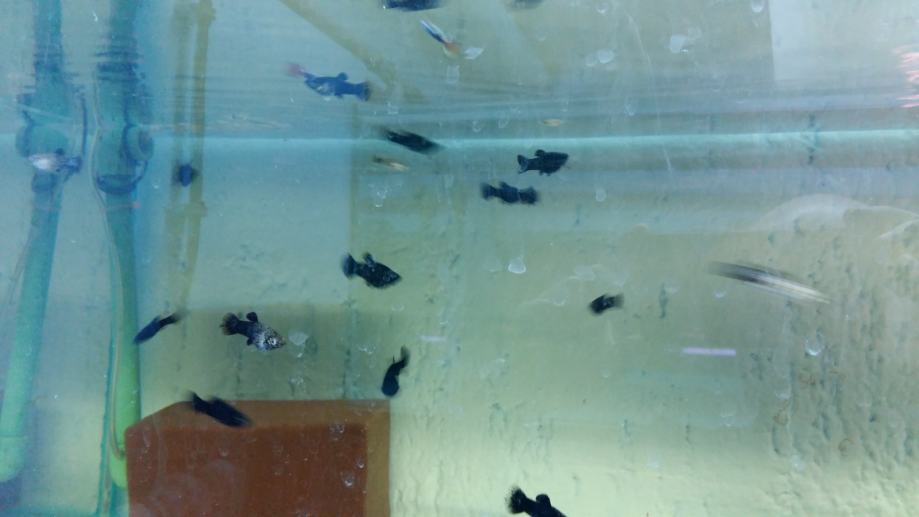 Akvarijske tropske ribice