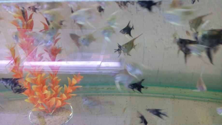 Akvarijske tropske ribice