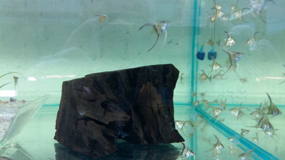 Akvarijske tropske ribice