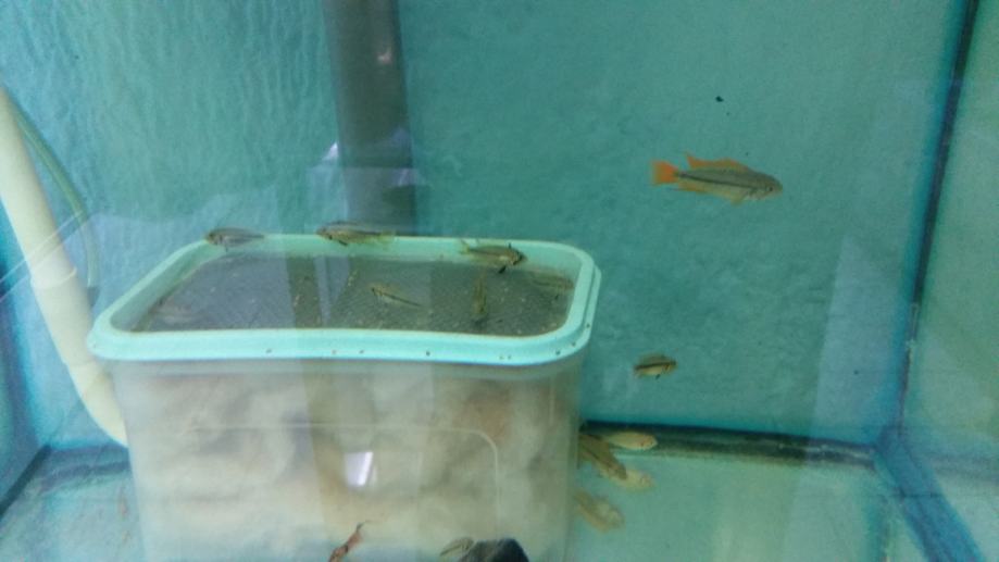 Akvarijske tropske ribice