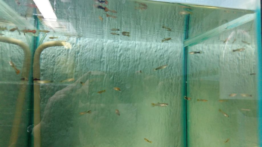 Akvarijske tropske ribice