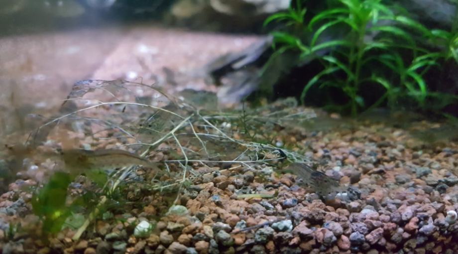 Amano kozice, (Caridina multidentata) Caridina Japanica
