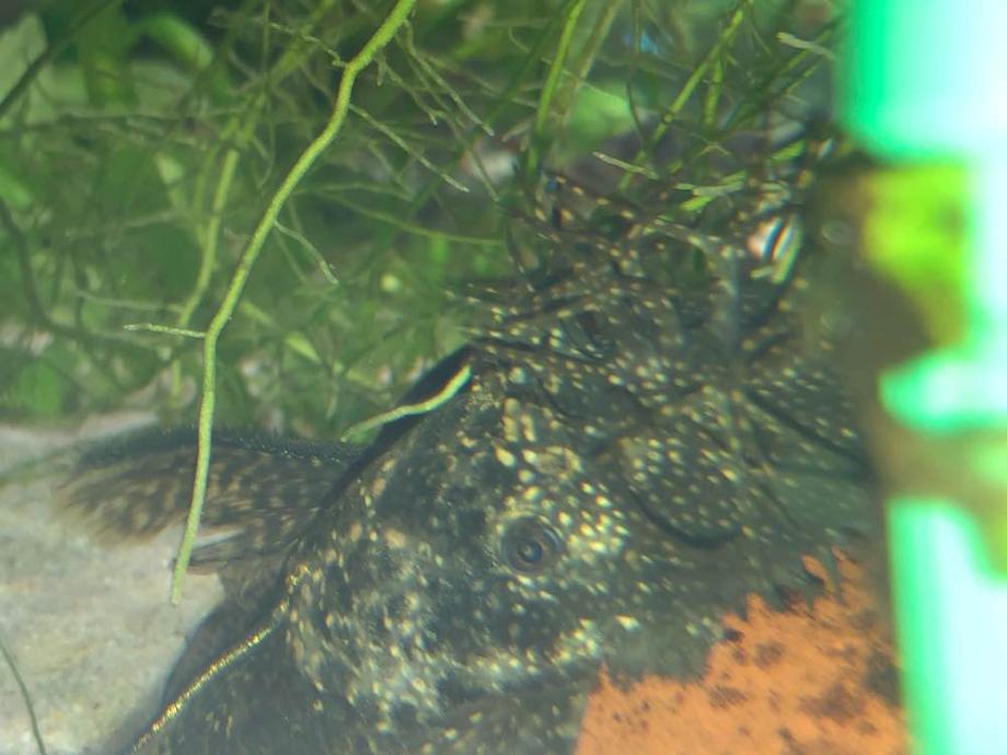 Ancistrus longfin(Slajer)