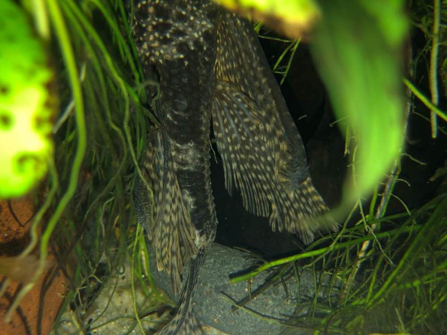 Ancistrus longfin(Slajer)