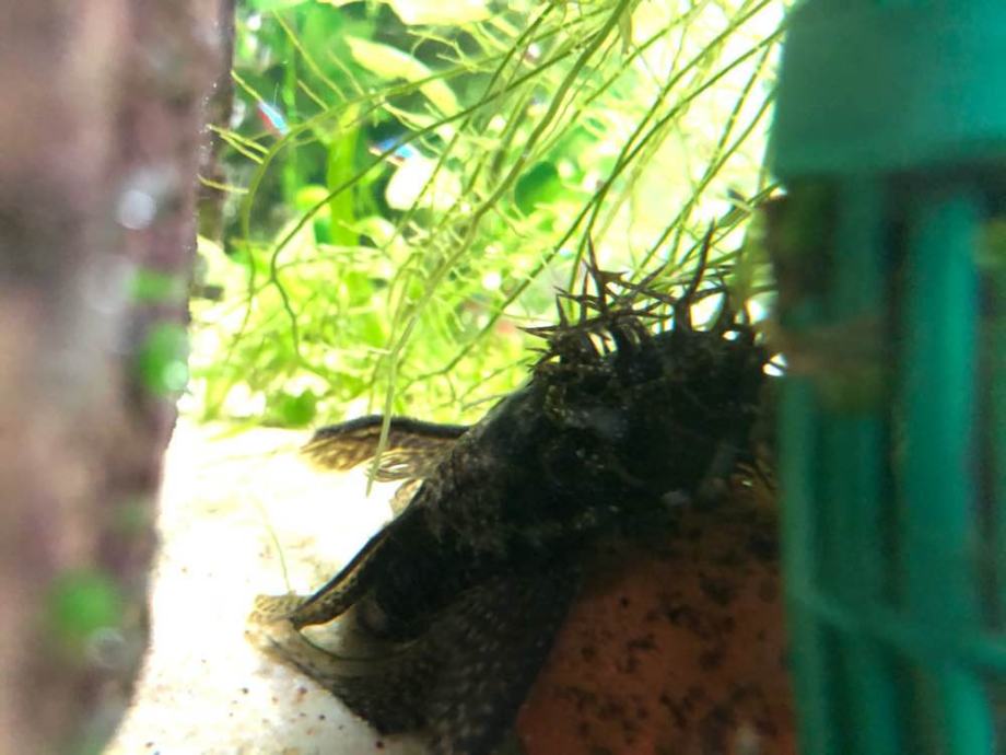 Ancistrus longfin(Slajer)