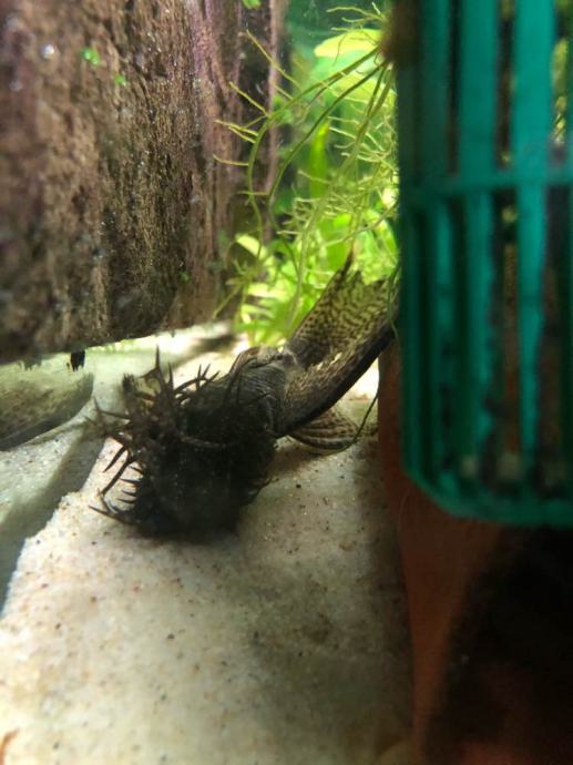 Ancistrus longfin(Slajer)