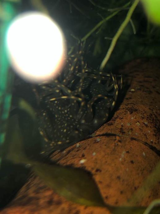 Ancistrus longfin(Slajer)