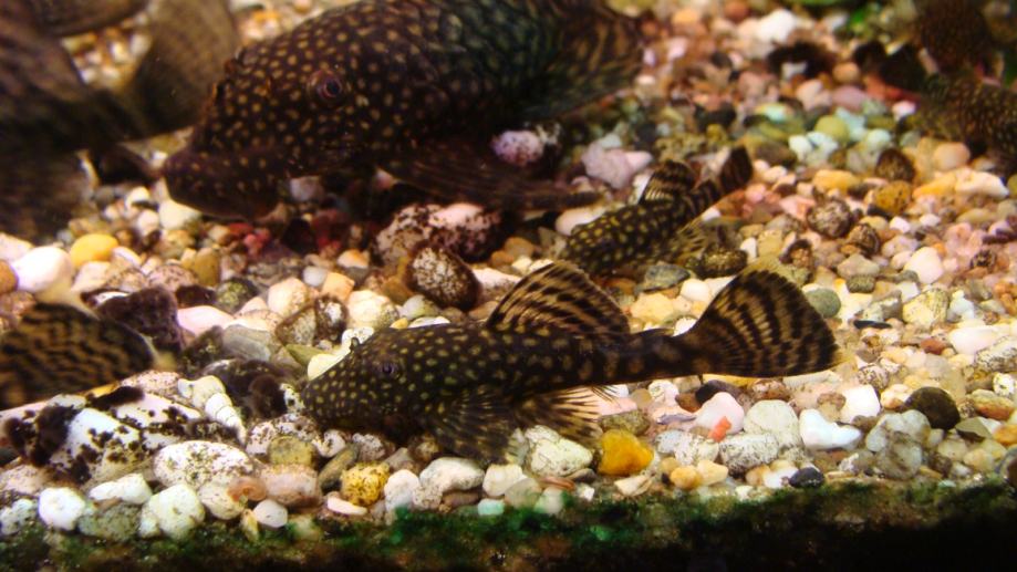 Ancistrus - poklanjam akvarijske ribice