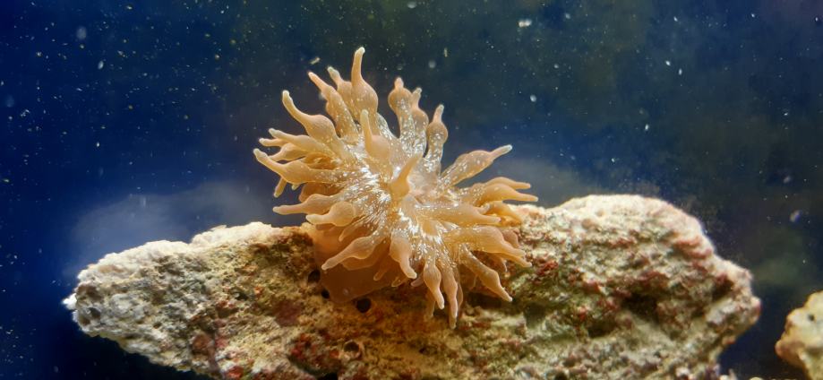 Anemona (bubble tip) Morski akvarij Reef Koralj
