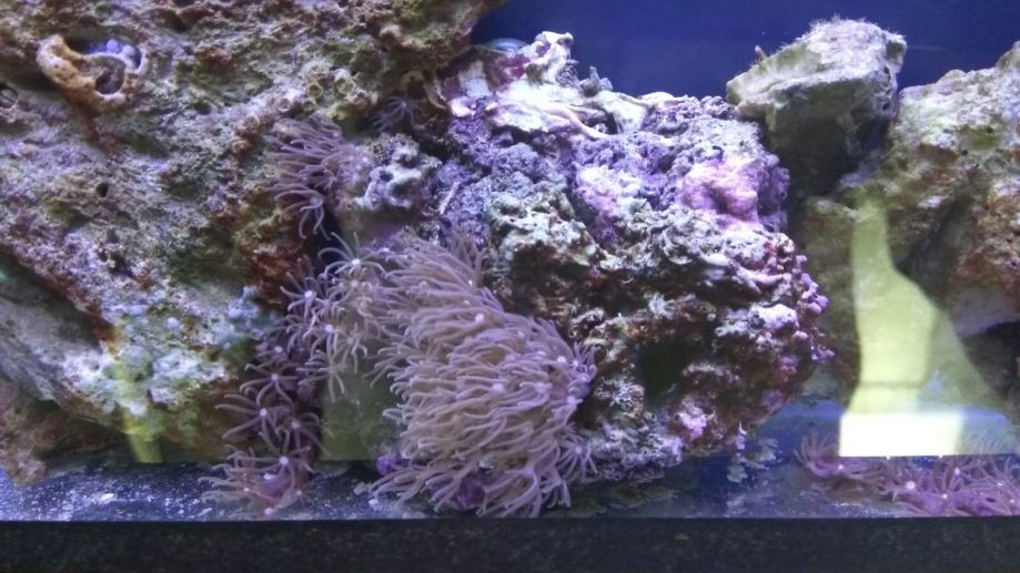 Anemona (bubble tip) Morski akvarij Reef Koralj