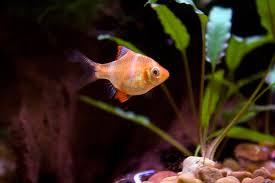 Barbus ALBINO, akcija za 20 kom kutija hrane gratis