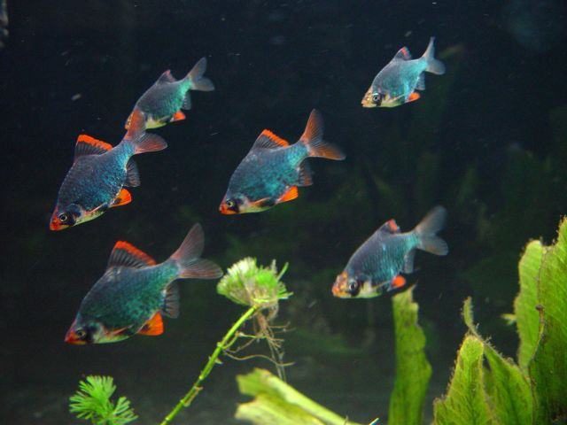 Barbus Green - akcija za 20 kom kutija hrane gratis