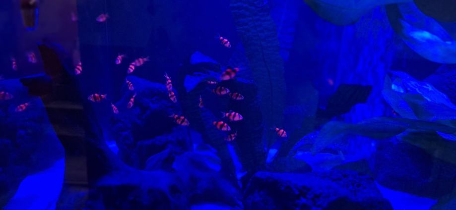 Barbus tetrazona RED