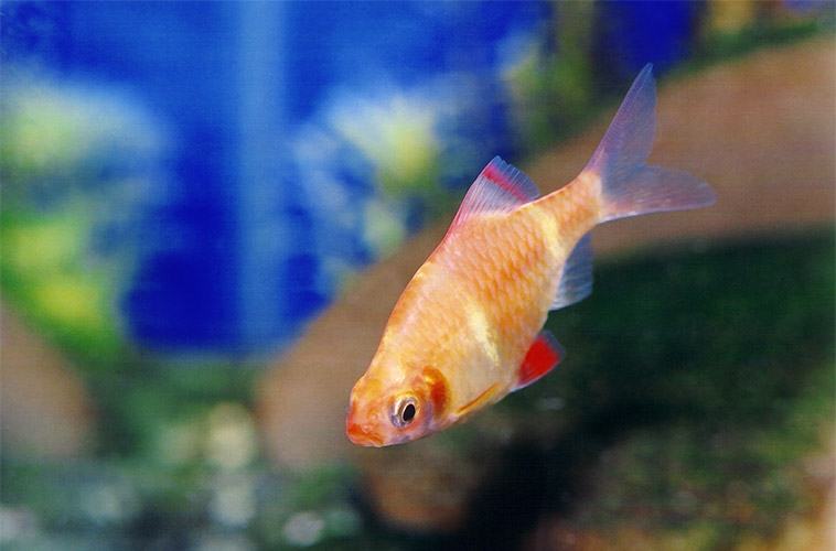 Barbus Tiger Albino - 9kn akcija za 20 kom kutija hrane gratis