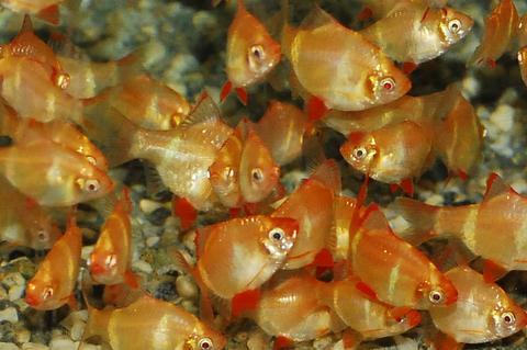 Barbus Tiger Albino - 9kn akcija za 20 kom kutija hrane gratis