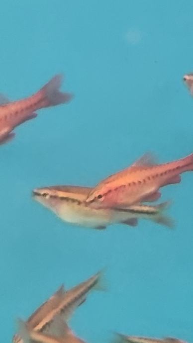 barbus titteya 1.20 eura po komadu