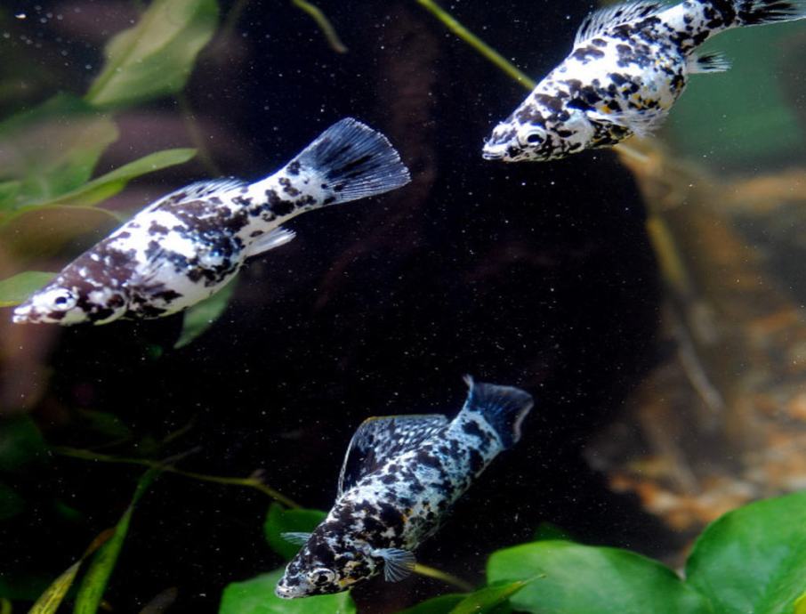 Akvarijske ribice Black molly