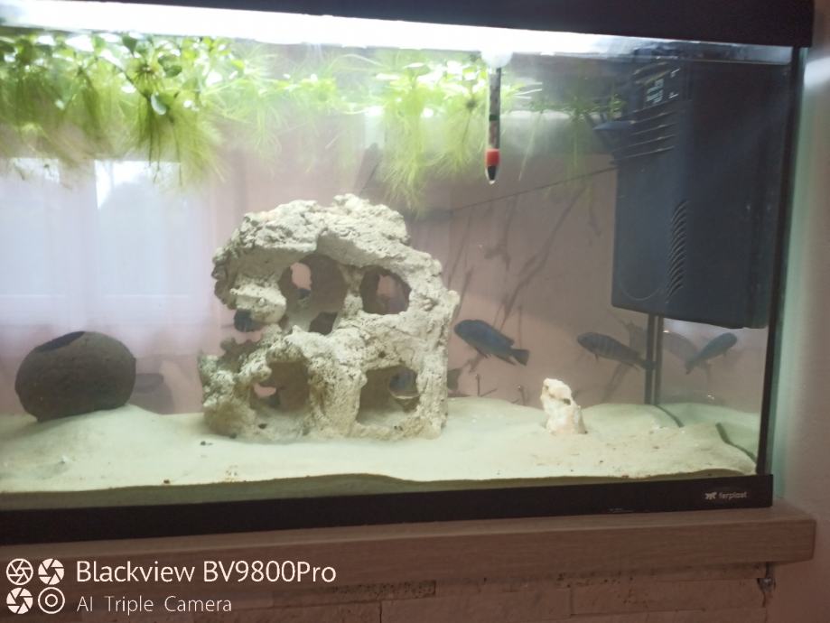 cobalt Blue zebra ciklid