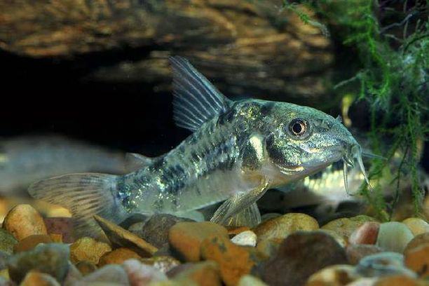 Corydoras (Paleatus)
