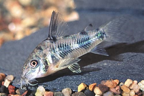 Corydoras (Paleatus)