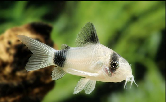 Corydorasi, albino, panda, gold laser